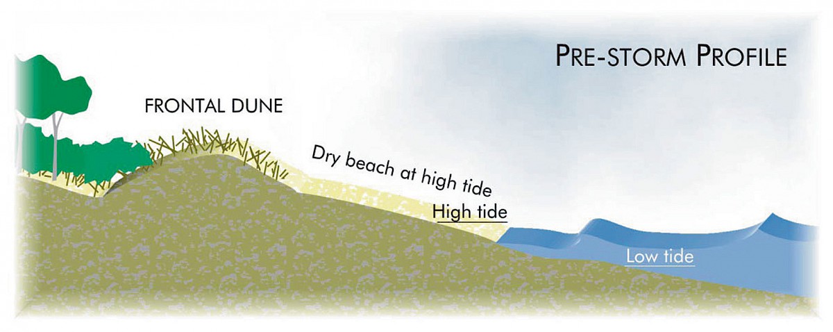 How Dunes Work • Coastal Restoration Trust of New Zealand