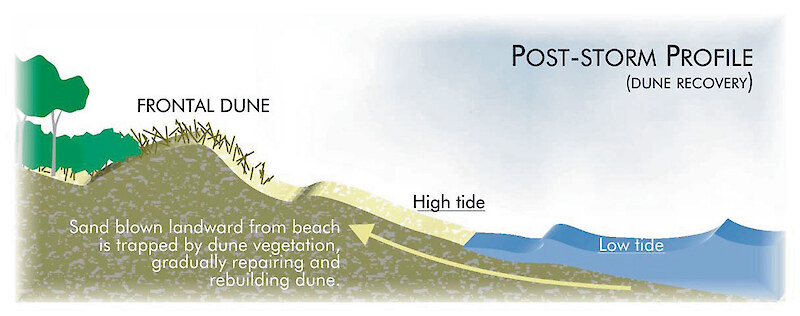 How Dunes Work • Coastal Restoration Trust of New Zealand