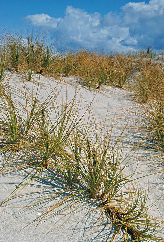 Foredune species • Coastal Restoration Trust of New Zealand